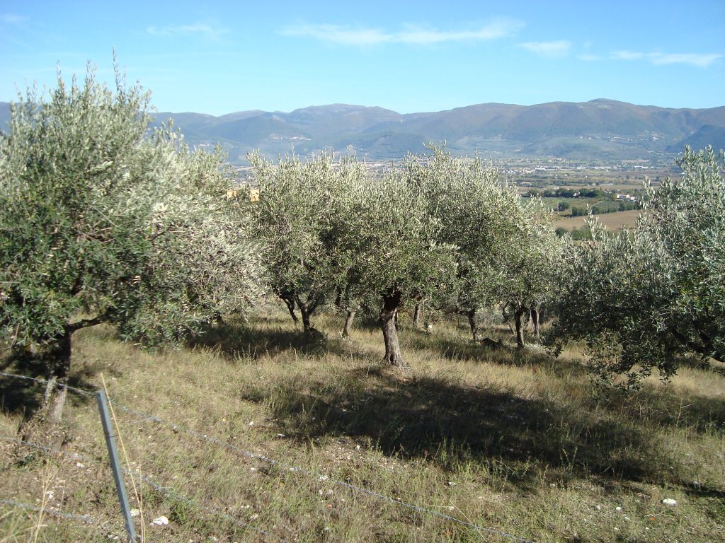It all started in the Italian olive groves - TCV Stories